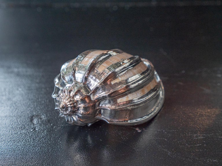 Partially Silvered Sea Shell Harpa Major For Sale at 1stDibs | harpa shell