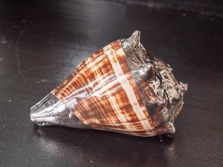 Partially Silvered Sea Shell King's Crown For Sale at 1stDibs