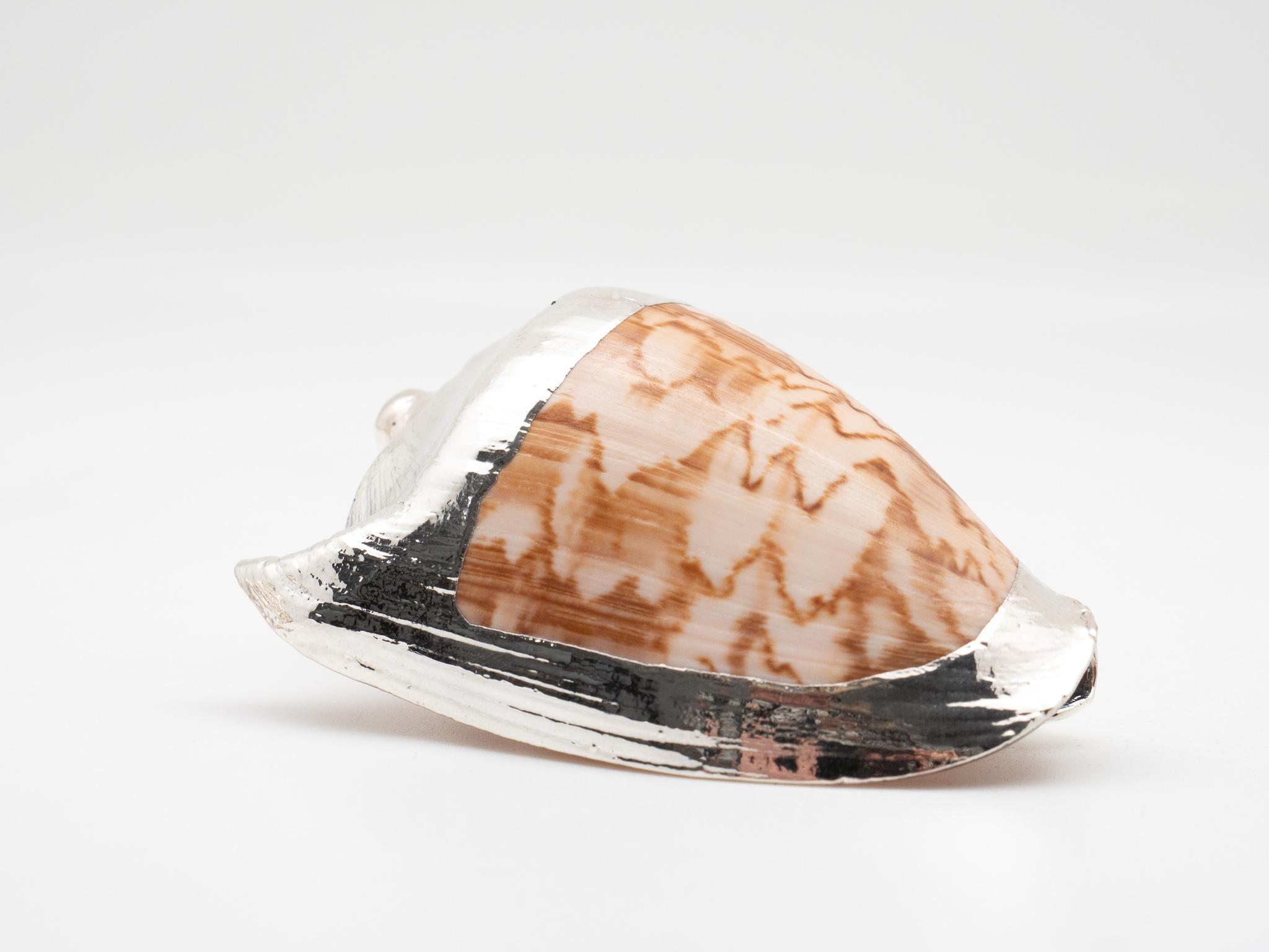 Partially Silvered Sea Shell Nobilis For Sale at 1stDibs