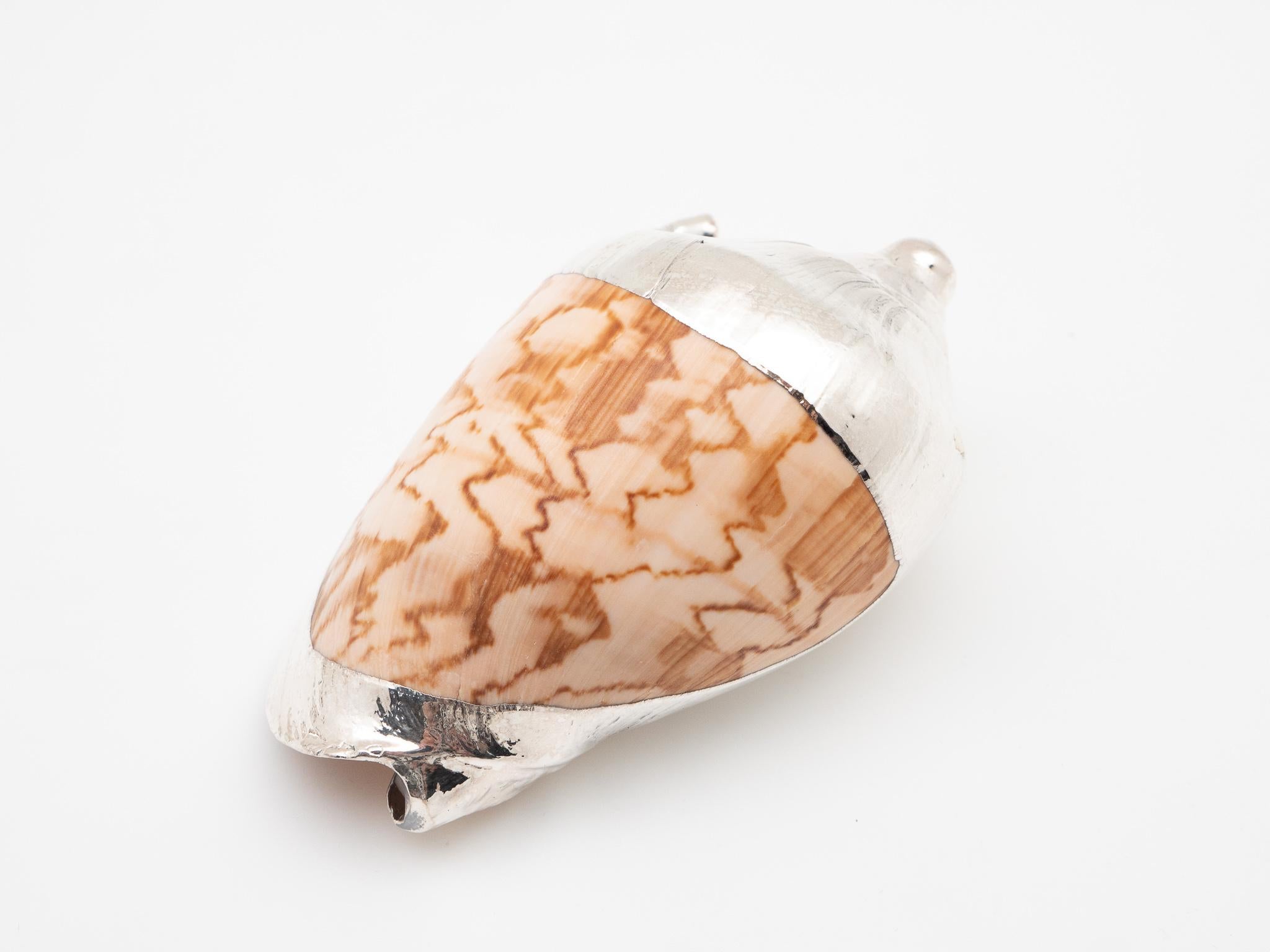 Partially Silvered Sea Shell Nobilis For Sale at 1stDibs