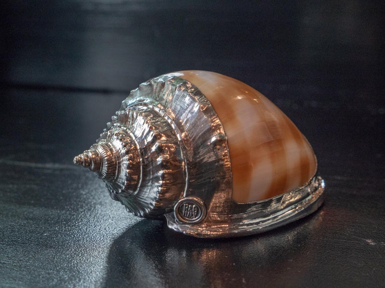Partially Silvered Sea Shell Scotch Bonnet For Sale at 1stDibs | scotch ...