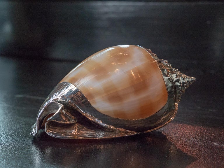 Partially Silvered Sea Shell Scotch Bonnet For Sale at 1stDibs | scotch ...