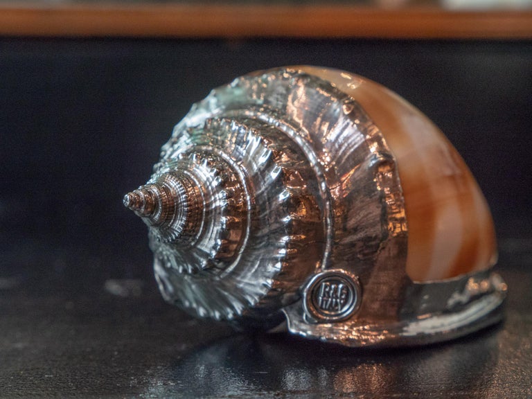 Partially Silvered Sea Shell Scotch Bonnet For Sale at 1stDibs | scotch ...