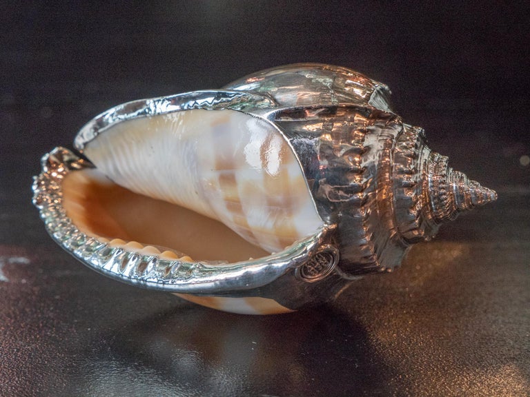 Partially Silvered Sea Shell Scotch Bonnet For Sale at 1stDibs | scotch ...