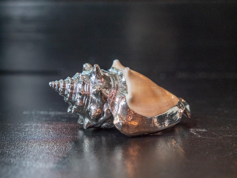 Partially Silvered Sea Shell Strombus Pugilis For Sale at 1stDibs