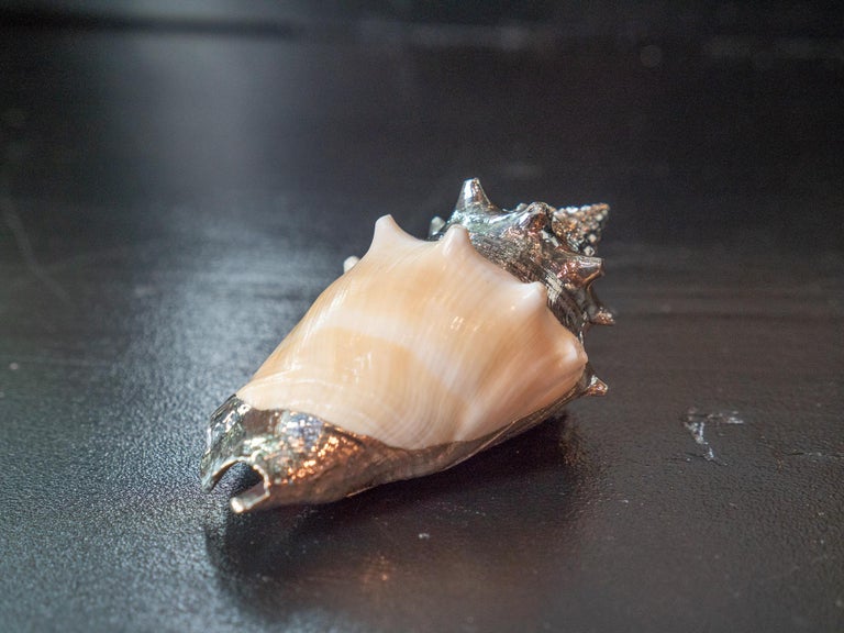 Partially Silvered Sea Shell Strombus Pugilis For Sale at 1stDibs