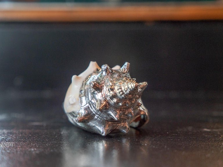 Partially Silvered Sea Shell Strombus Pugilis For Sale at 1stDibs