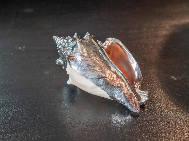 Partially Silvered Sea Shell Strombus Pugilis For Sale at 1stDibs