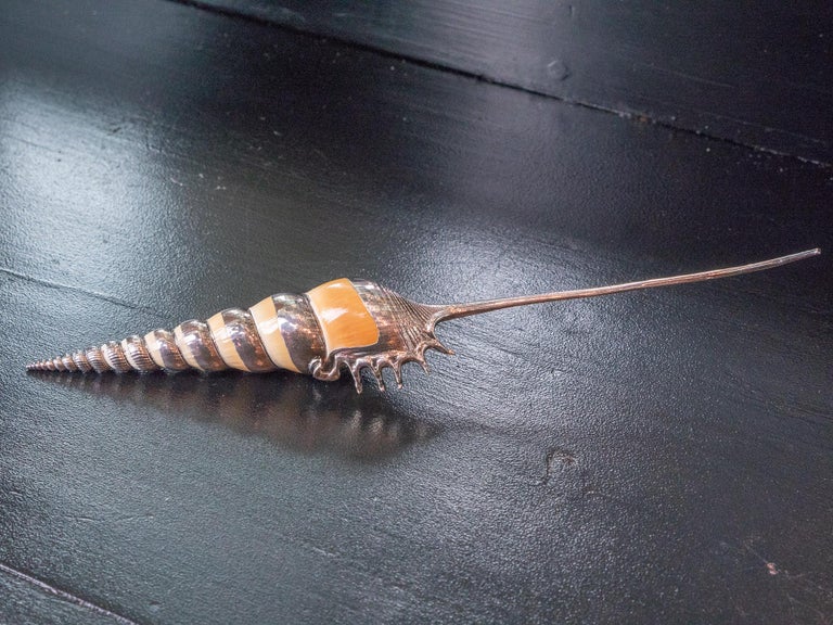 Partially Silvered Sea Shell Tibia Fusus For Sale at 1stDibs
