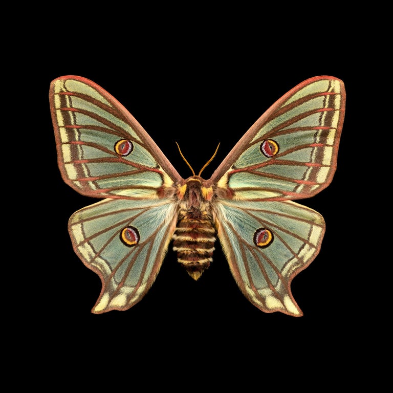 Pascal Goet - Kroma: Graelsia isabellae-R-F For Sale at 1stDibs