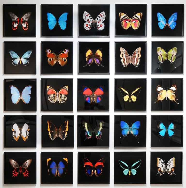 Pascal Goet - Kroma: Morpho Polyphemus Luna-R-M For Sale at 1stDibs