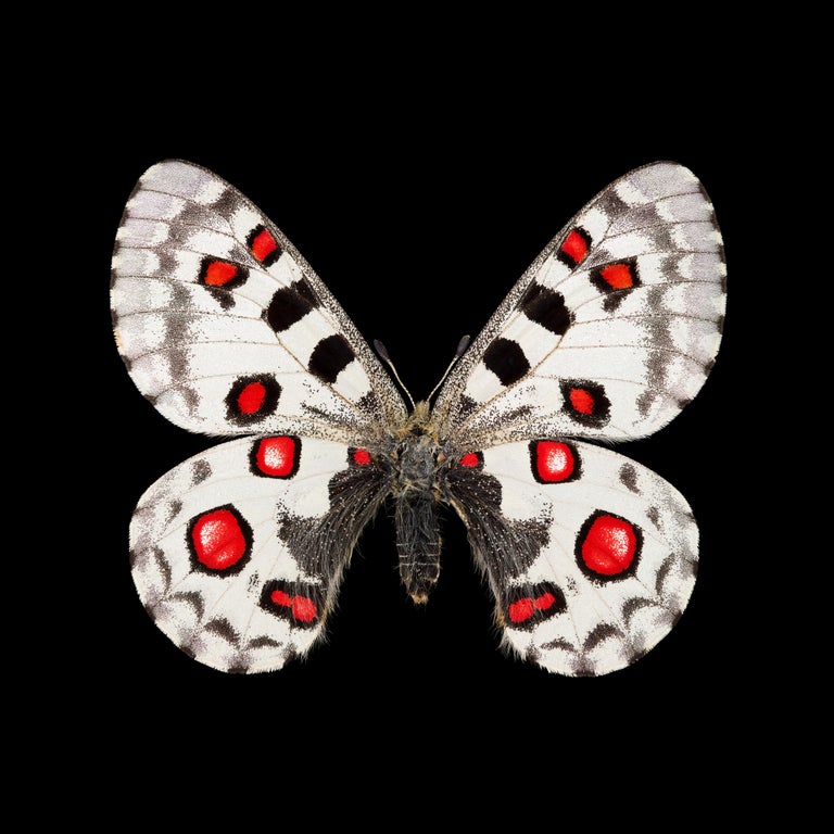 Pascal Goet - Kroma: Parnassius Nomion Richthofeni-M For Sale at 1stDibs