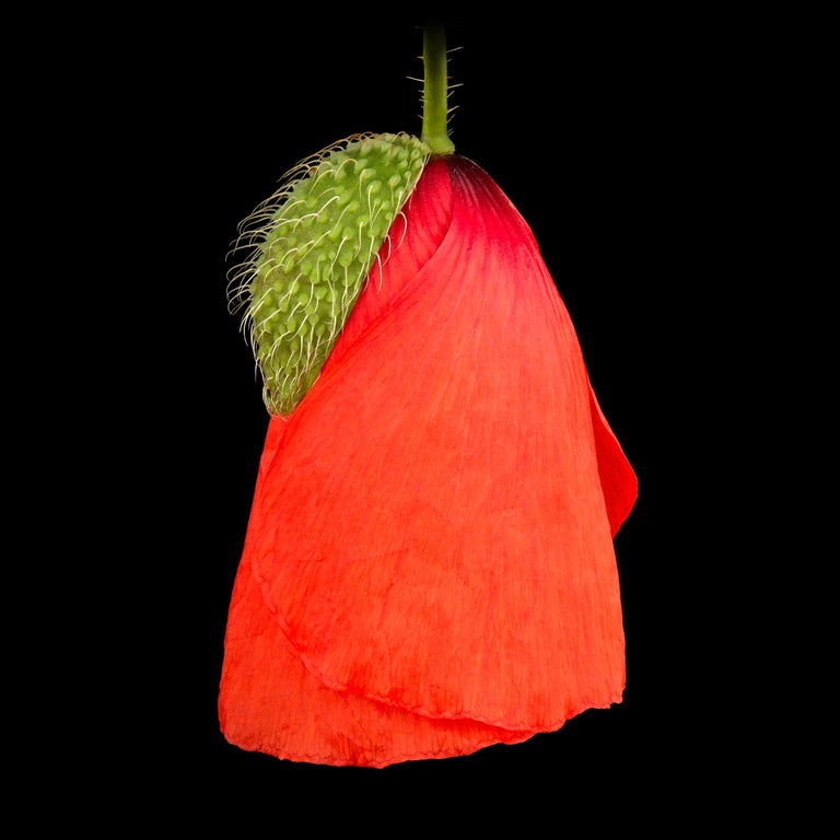 Pascal Goet - Poppy I For Sale at 1stDibs