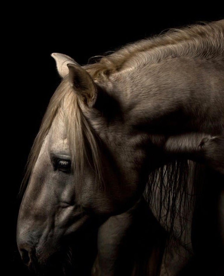 "Patience" Plexiglass Mounted Color Horse Photo by Lisa Houlgrave For ...