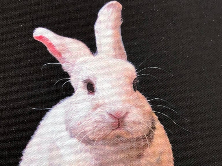 Patricia Traub - HYBRID RABBIT - Animal Portrait For Sale at 1stDibs