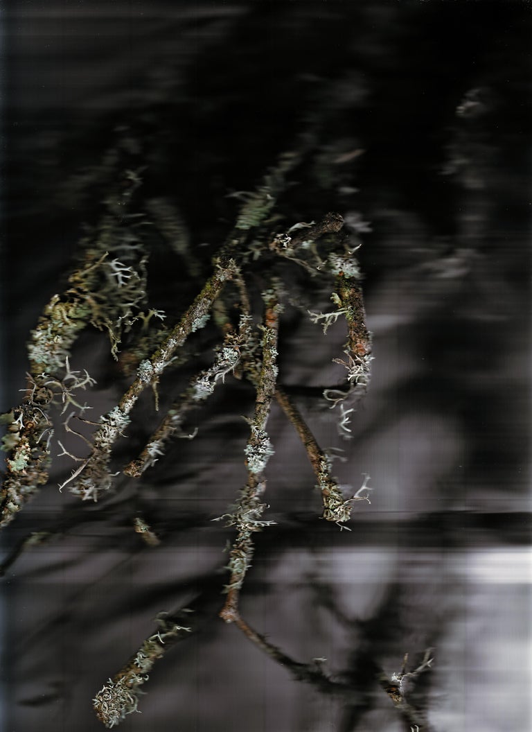 Patrick Beaulieu - Poussières de forêt (Révélations) 2 For Sale at 1stDibs