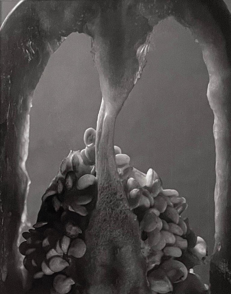Paul Caponigro - Bell Pepper Cross Section, Winthrop, MA, 1964 For Sale ...