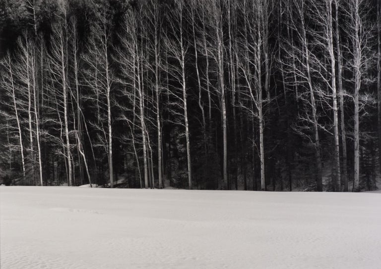 Paul Caponigro - Snow and Trees, Cuba, New Mexico For Sale at 1stDibs