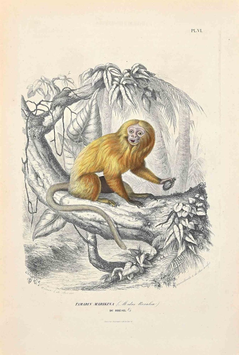 Paul Gervais - Tamarin - Original Lithograph by Paul Gervais - 1854 For ...