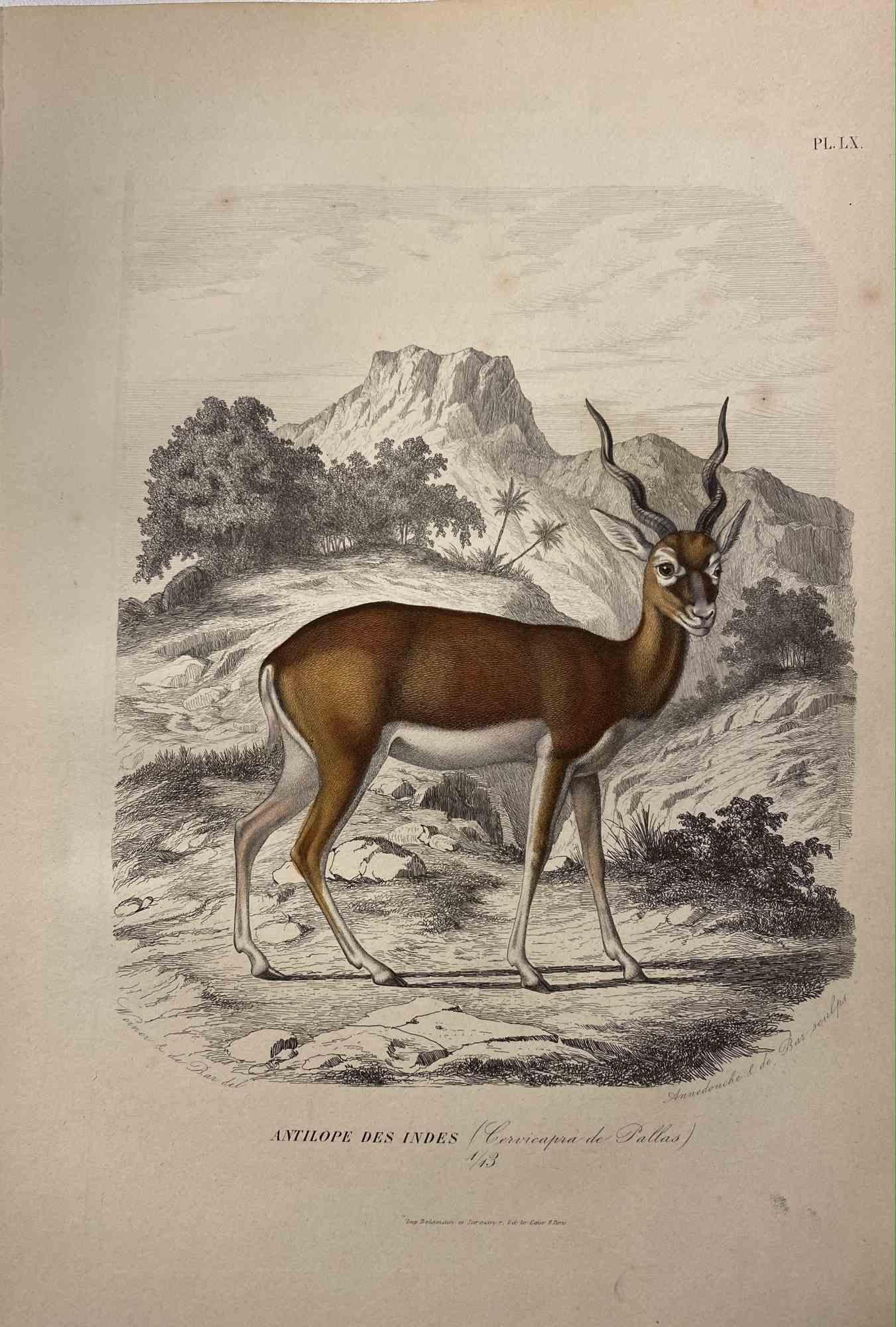 Paul Gervais - Human Anatomical Skeleton - Original Lithograph by Paul ...