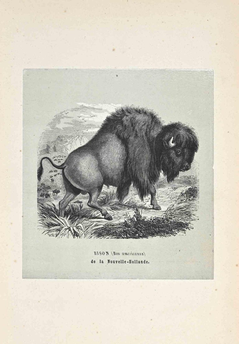 Paul Gervais - Bison - Original Lithograph by Paul Gervais - 1854 For ...