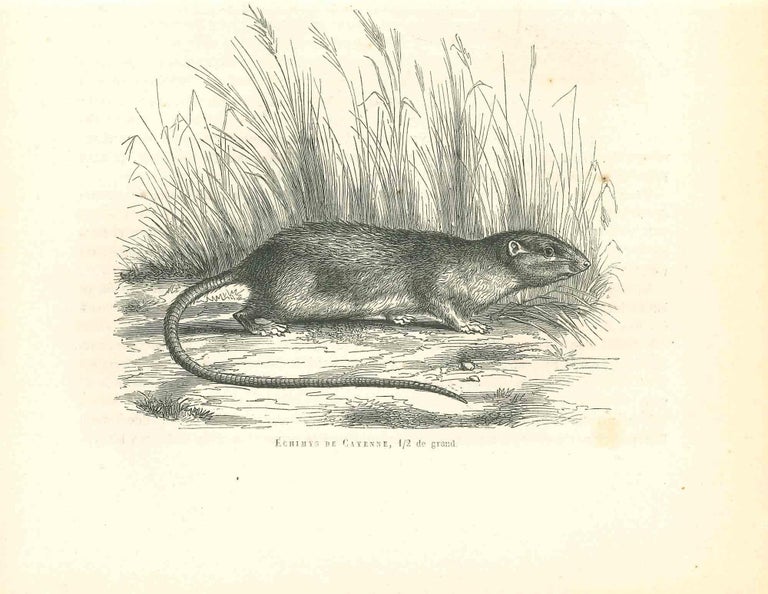 Paul Gervais - Echimys - Original Lithograph by Paul Gervais - 1854 For ...