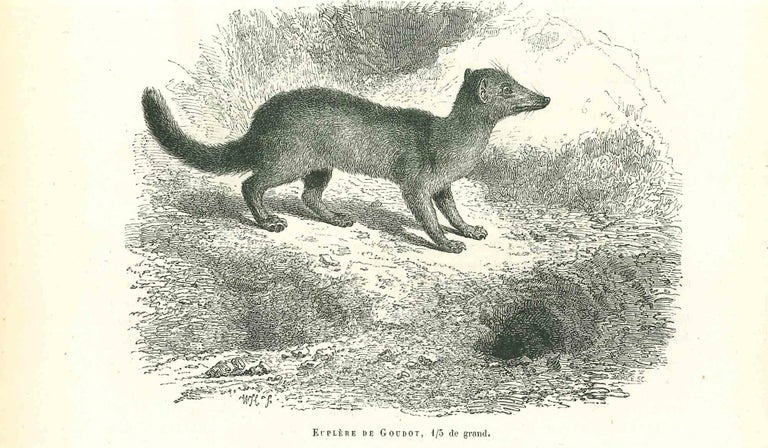 Paul Gervais - Eupleres - Original Lithograph by Paul Gervais - 1854 ...