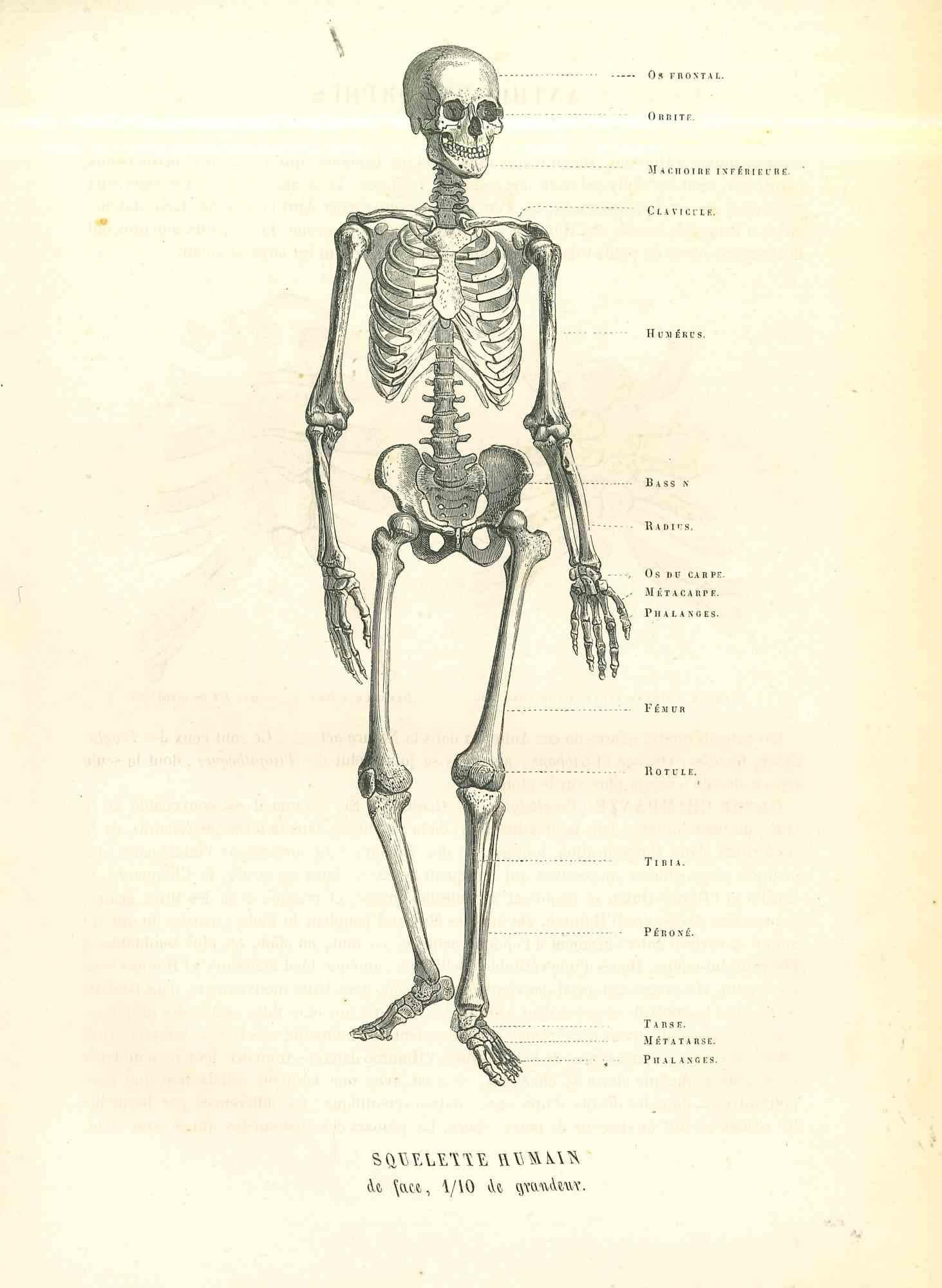 Skeleton c.1900 Antique Anatomy Print Lithograph SEE DESCRIPTION Colour ...