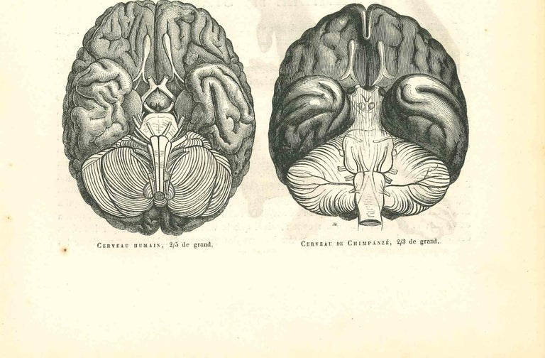 Paul Gervais - Human's Brain VS Brain Of Chimpanzee - Lithograph by P ...