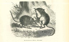Paul Gervais - Macroscelididae - Original Lithograph by Paul Gervais ...