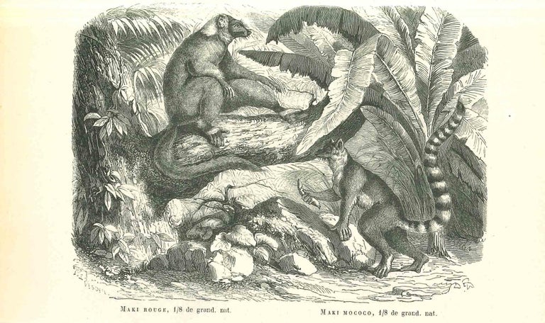 Paul Gervais - Maki Mococo - Original Lithograph by Paul Gervais - 1854 ...
