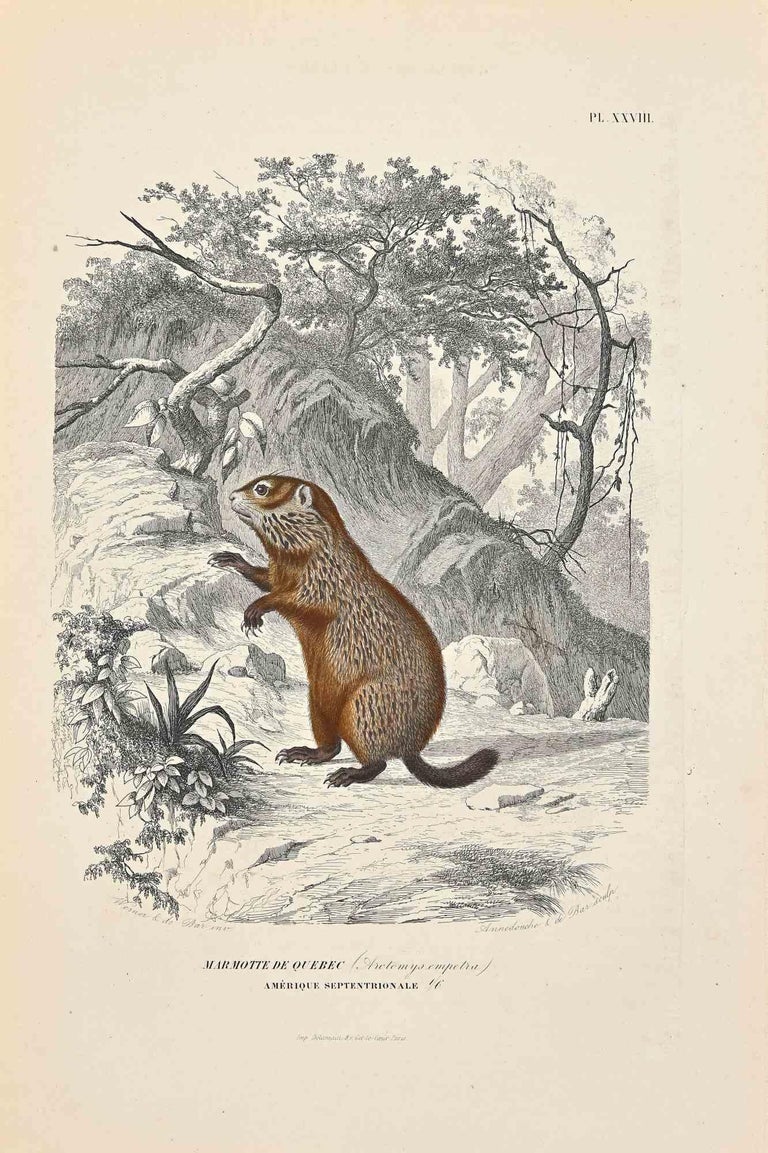 Paul Gervais - Marmot of Quebec - Original Lithograph by Paul Gervais ...