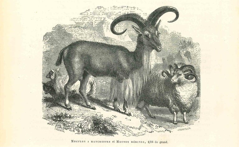 Paul Gervais - Mouflon - Original Lithograph by Paul Gervais - 1854 For ...