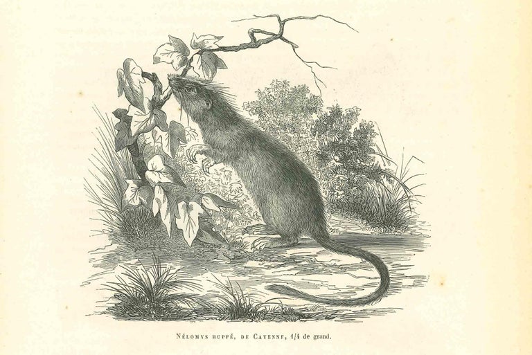 Paul Gervais - Nelomys Huppe - Original Lithograph by Paul Gervais ...