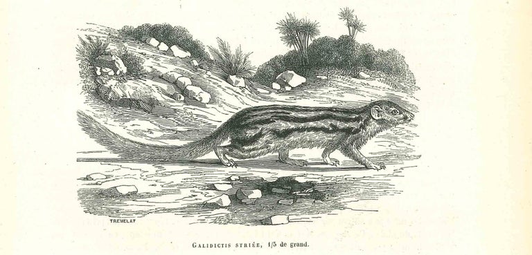 Paul Gervais - The Beaver - Original Lithograph by Paul Gervais - 1854 ...