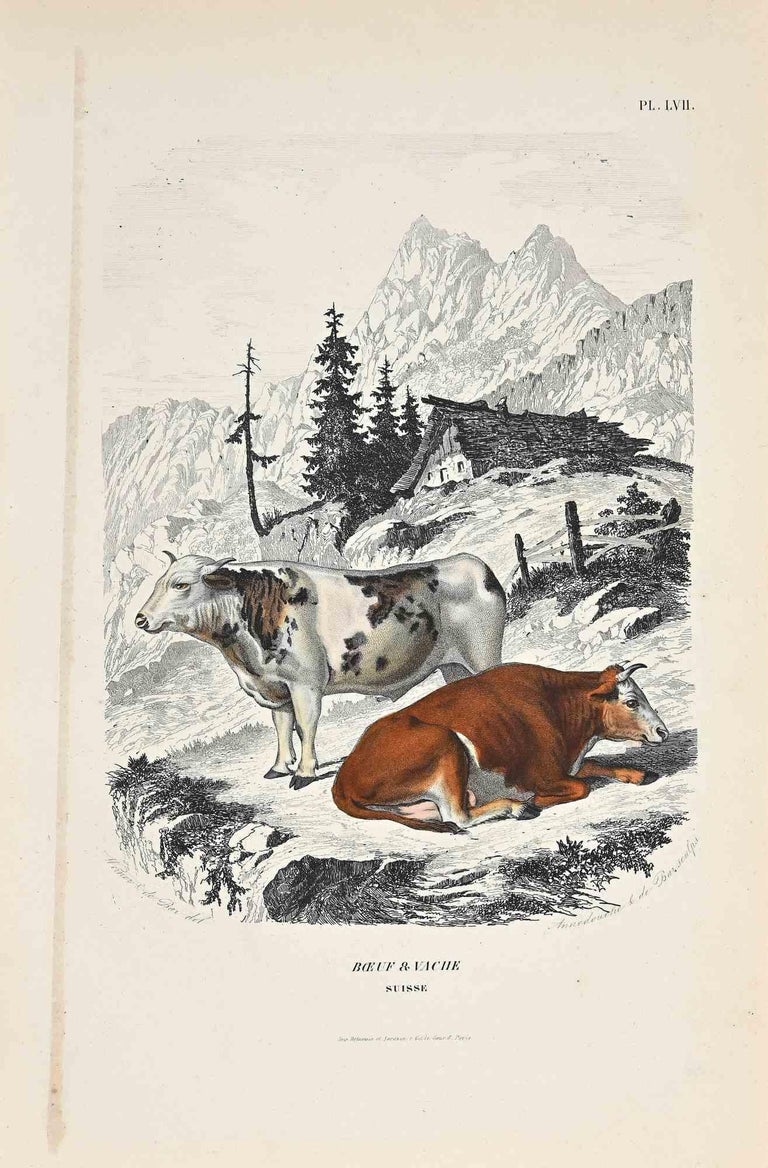 Paul Gervais - The Cows - Original Lithograph by Paul Gervais - 1854 ...