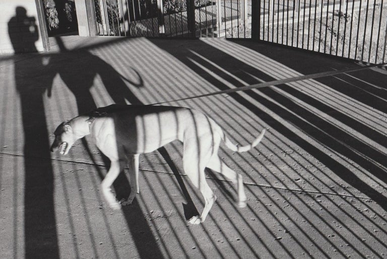 Paul Greenberg - Dog and Shadow For Sale at 1stDibs