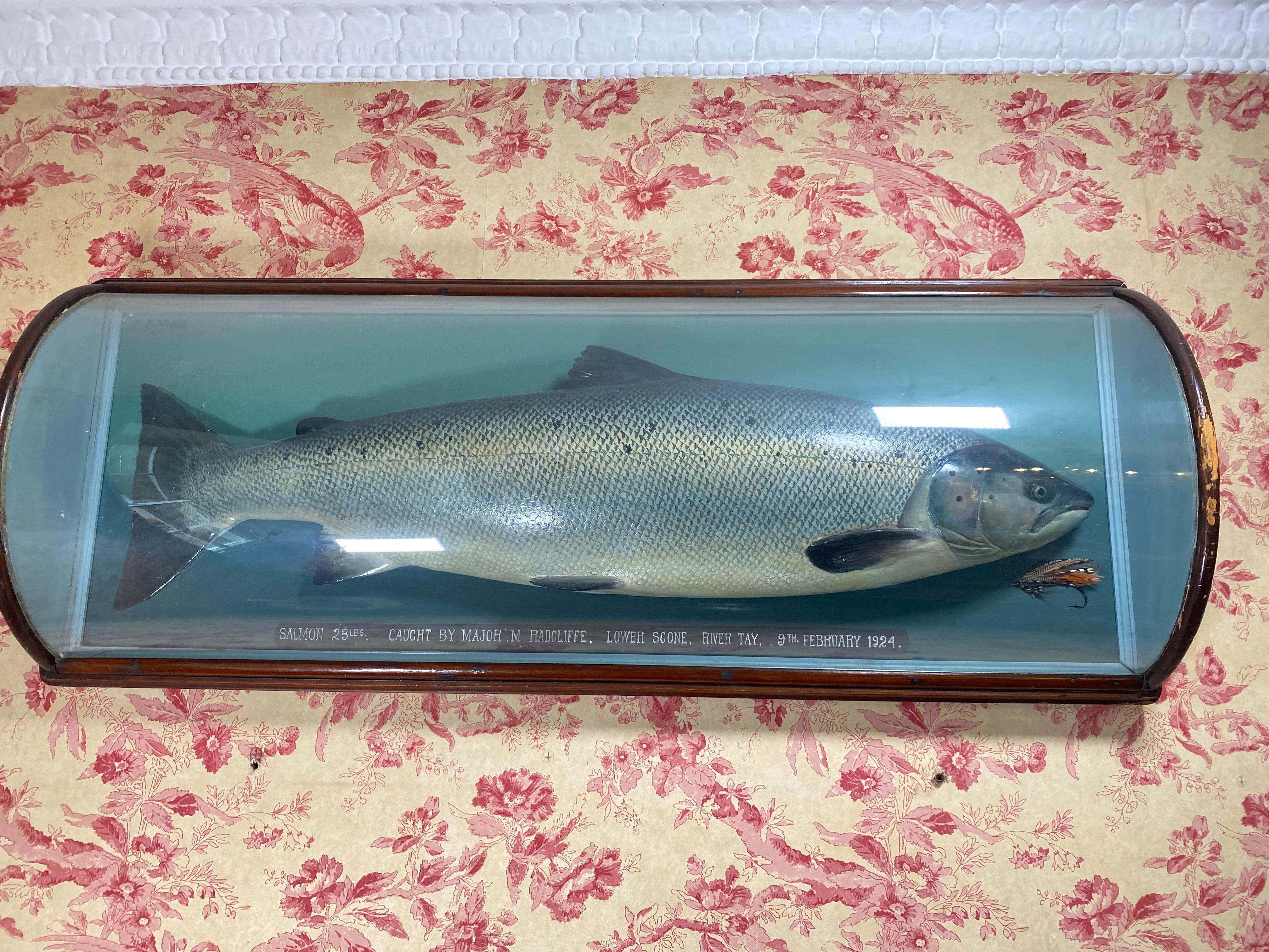 Pd Malloch Cased Salmon Trophy, 1924 For Sale at 1stDibs | salmon fish ...