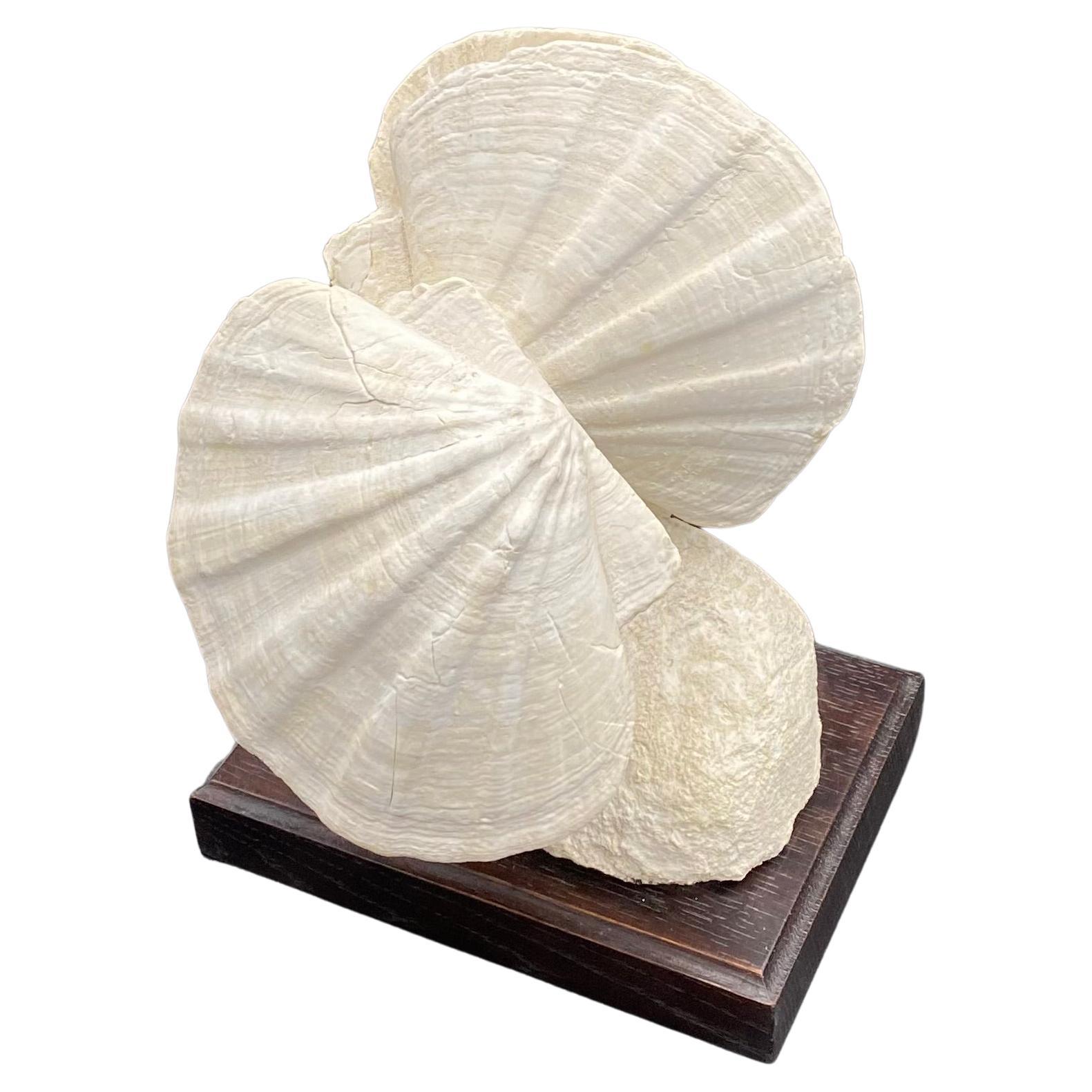 Pecten Composed of Two Shells, Monted in a Wood Base at 1stDibs