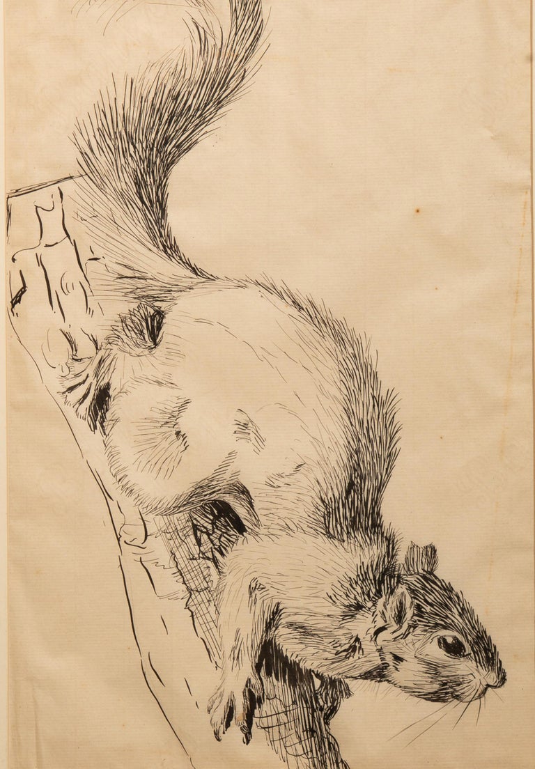 Pen and Ink Drawing of a Squirrel from 1933 For Sale at 1stDibs
