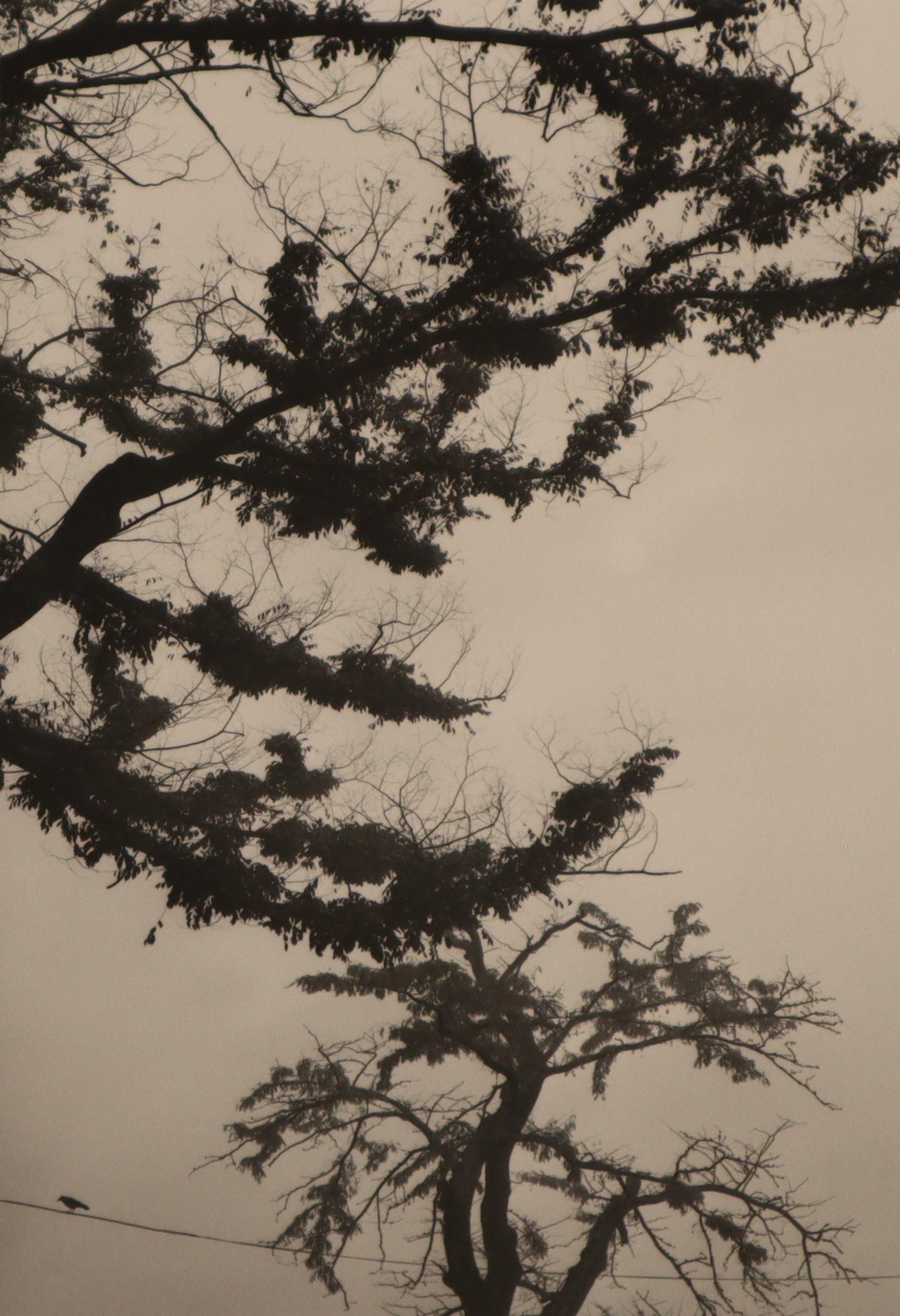 Tony Palmieri - Diana Vreeland at Vogue. DIANA VREELAND PRIVATE ...