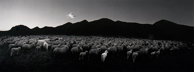 Pentti Sammallahti - Barun-Khemchik, Tuva, Siberia (Flock of Sheep and ...