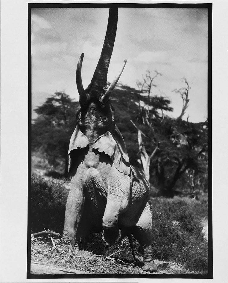 Peter Beard - Peter Beard - Charge Déléphant/Unsigned For Sale at 1stDibs