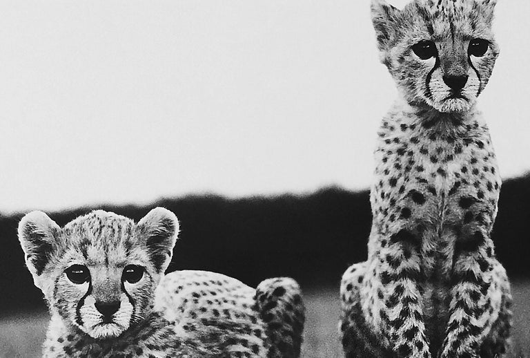 Peter Beard - Cheetah Cubs at Mweiga nr Nyeri, Kenya, 1968 at 1stDibs