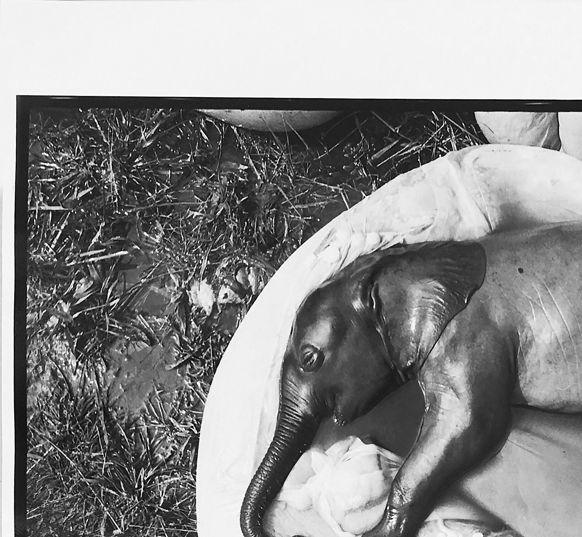 Peter Beard - Peter Beard - Elephant's Embryo, Uganda, Platinum Print ...