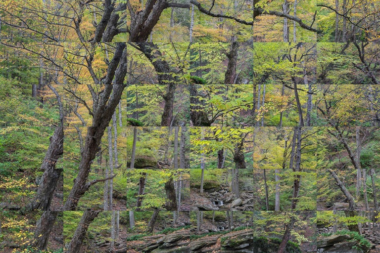 Peter Essick - "Forest, Kaaterskill, New York X 36" - Composite Image ...