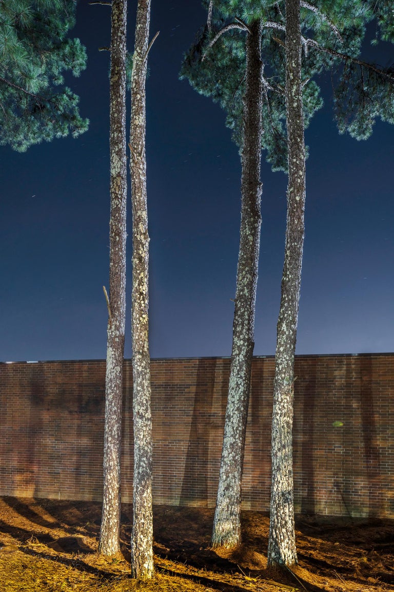 Peter Essick - "Loblolly Pines #1, Lilburn, GA" landscape photography ...