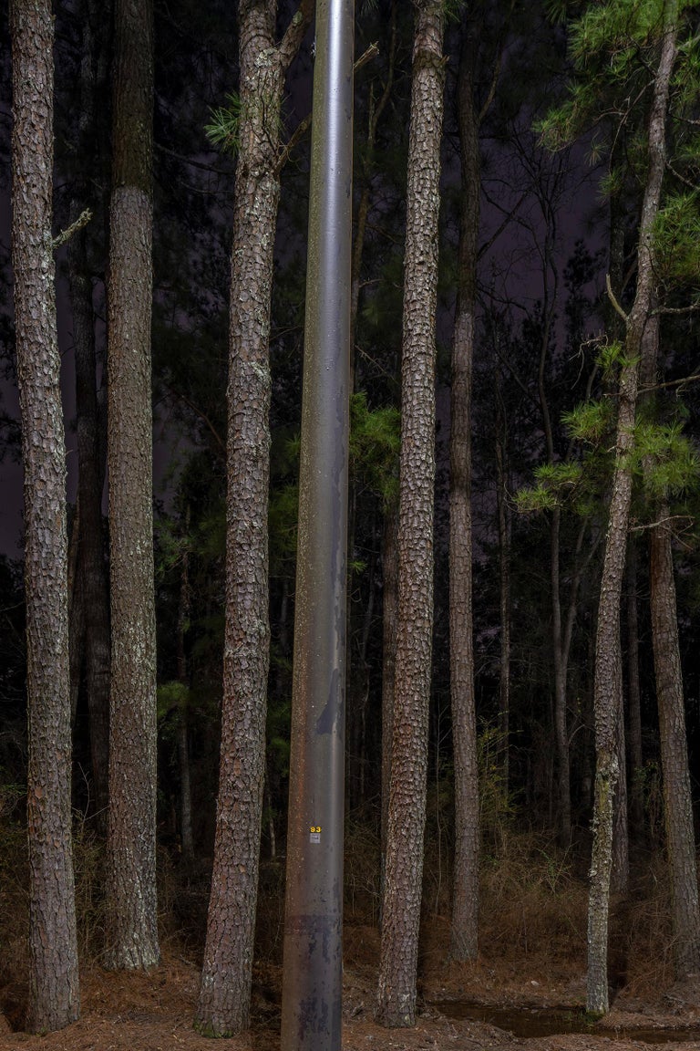Peter Essick - "Loblolly Pines #2, Stone Mountain, GA" landscape ...