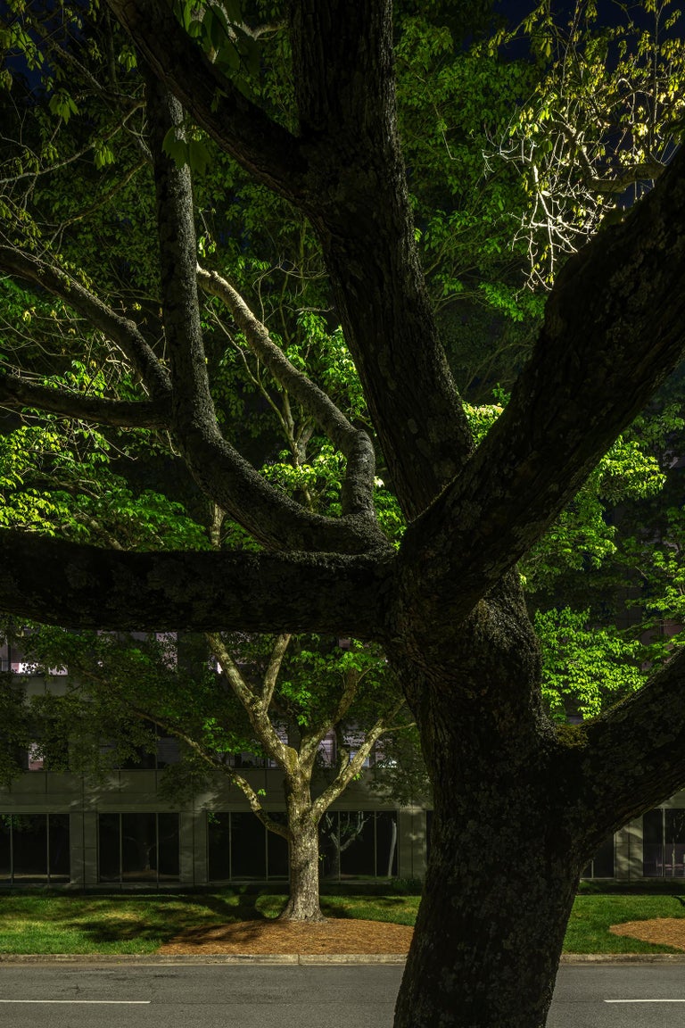 Peter Essick - "Red Maple #1, Atlanta, GA" landscape photography - Ray ...