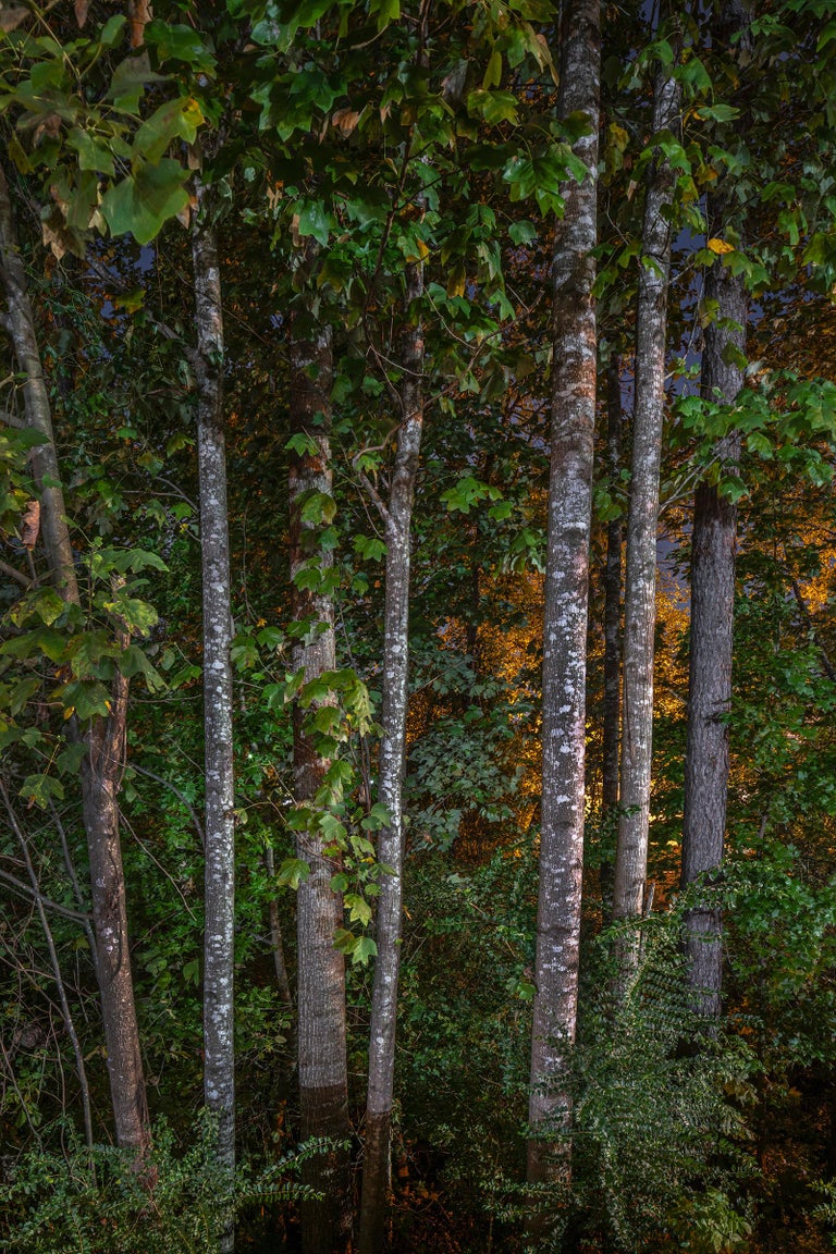 Peter Essick - "Tulip Poplars #1, Lilburn, GA" Anthropocene landscape ...